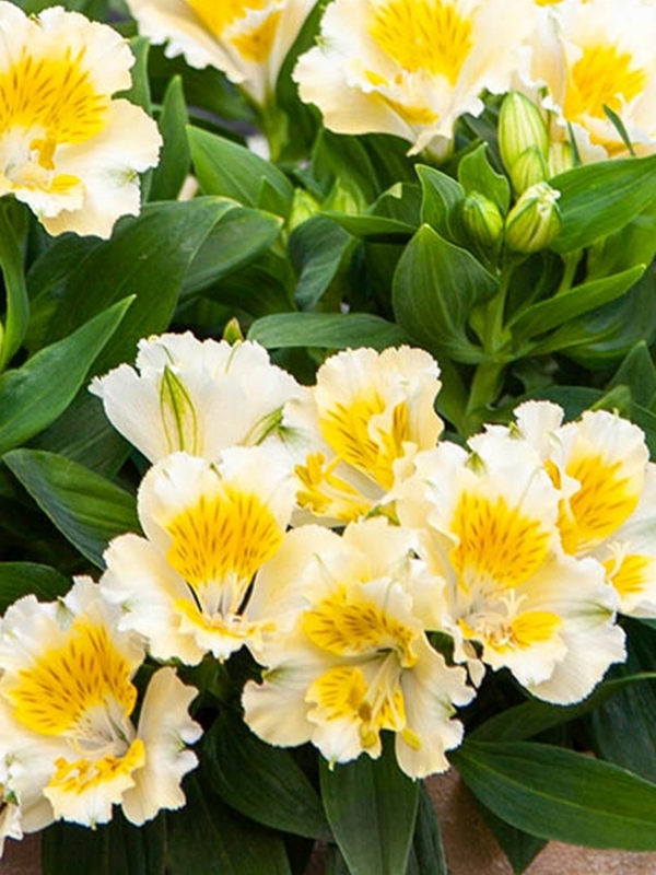 Alstroemeria Colorita® 'Yentl' - Neth Plant