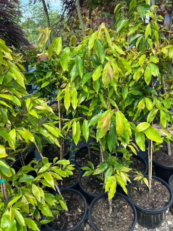 Waterhousea floribunda Weeping Lilly Pilly - Neth Plant