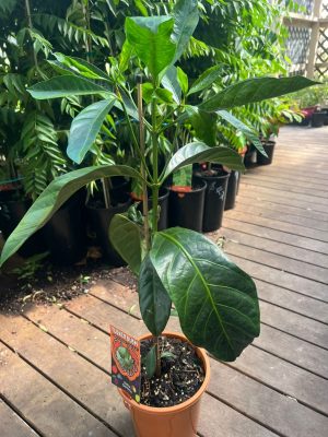 The Best Plant Nursery in Melbourne | Neth Plant