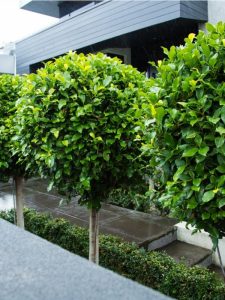 Ficus microcarpa hillii 'Flash' 2ft Standard Ficus - Neth Plant