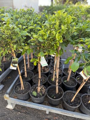 Ficus microcarpa hillii 'Flash' 2ft Standard Ficus - Neth Plant
