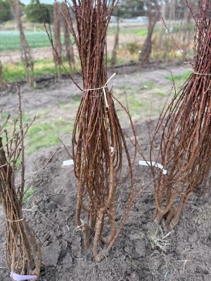 F2 Fruit® ' LittleChum ' Plum x Cherry - Neth Plant