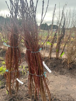 Lagerstroemia 'Twilight Magic' Bare Rooted - Neth Plant