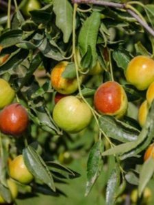 The Best Plant Nursery in Melbourne | Neth Plant